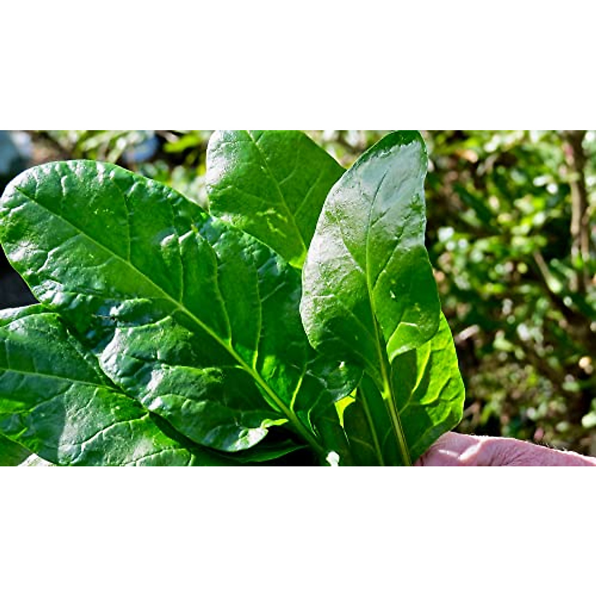 "Perpetual" Spinach Seeds for Planting, 300+ Heirloom Seeds Per Packet, (Isla's Garden Seeds), Non GMO Seeds, Botanical Name: Beta vulgaris subsp. vulgaris, Great Home Garden Gift
