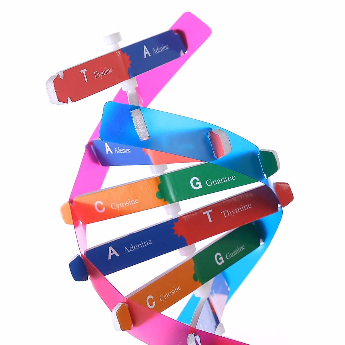 HMANE DNA Models Double Helix Model Components Science Educational Teaching Instrument Toy