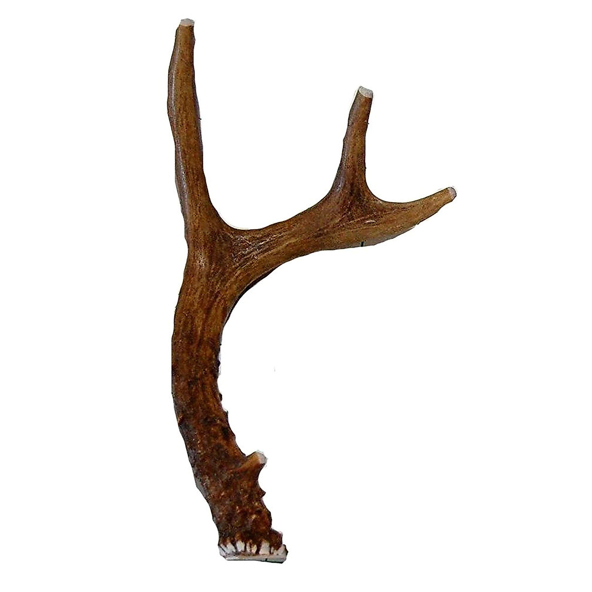 Small Whole Deer Antler Dog Chew, For Small to Medium Size Dogs and Puppies - 6 to 11 Inches Long - Big Dog Antler Chews Brand