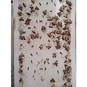 EonCare Pantry & Clothes Moth Traps | Dual Action Formula Captures More Types of Moths | Safe & Natural | 6 Pack | New & Improved 2020