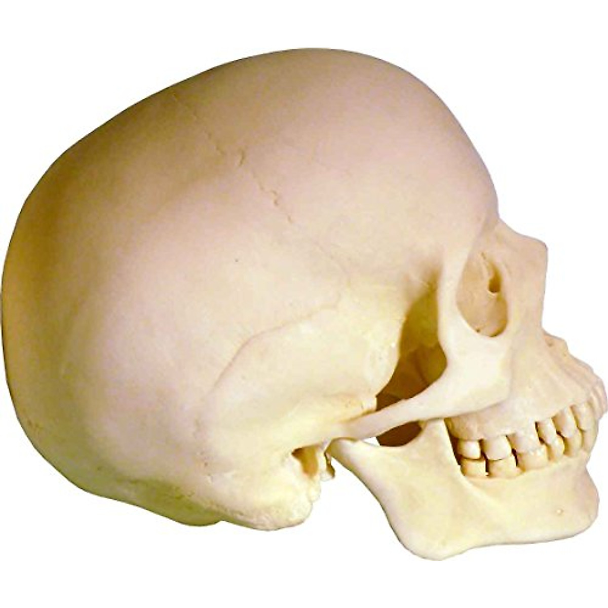 Life-Size Human Skull Anatomy Medical Studies Replica, Model 3093001