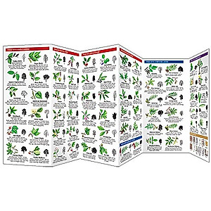 Trees: A Folding Pocket Guide to Familiar North American Plants (Wildlife and Nature Identification)