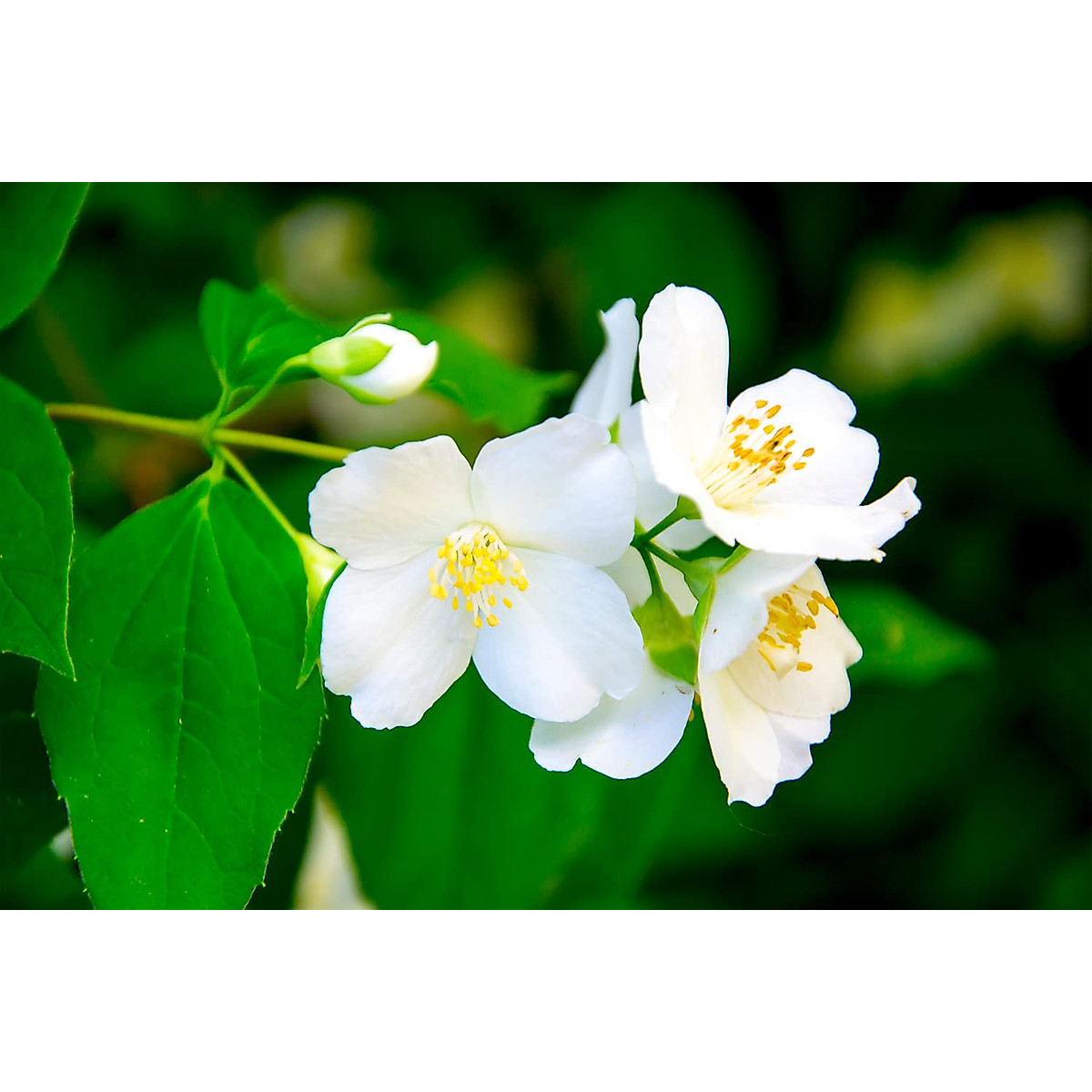 Ladybug Soap Company Aromatherapy Solid Perfume with Essential Oils 0.4 OZ (Patchouli+Jasmine+Tangerine)