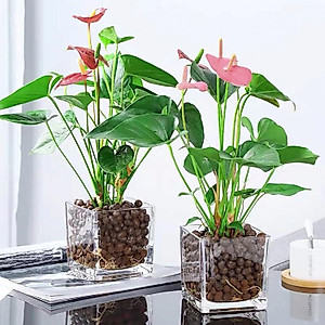 1LB Leca Balls for Indoor Plants, Expanded Clay Pebbles for Plants Hydroponic, Orchid Potting Mix, Soil Amendment, Drainage, Easy Reusability, 4-16mm, includes Gloves