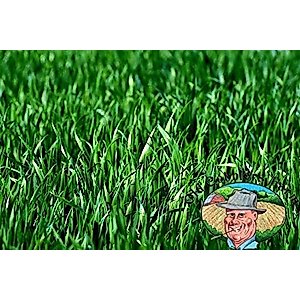 Winter Rye Grass Seed Grass Seed Fall Mix Ryegrass Seeds For Lawn No Till Food Plot Seed,Fall Cover Crop Seed Mix 10lbs by Old Cobblers Farm