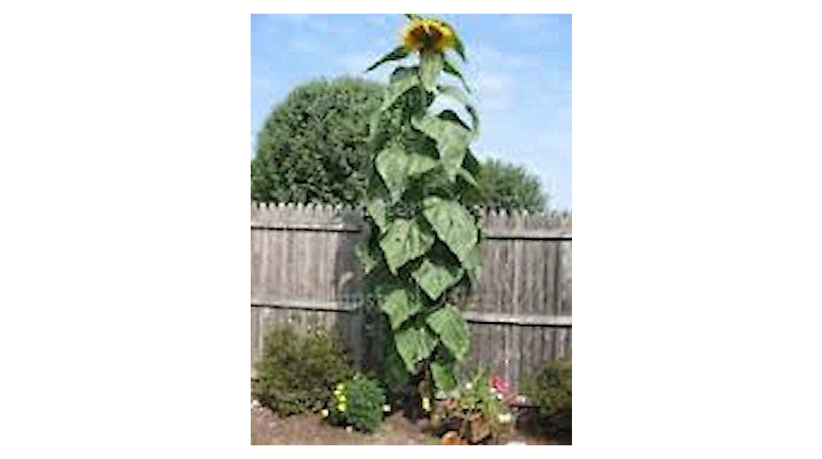Skyscraper Sunflower Seeds – Grow 20ft Giant Sunflowers in USA
