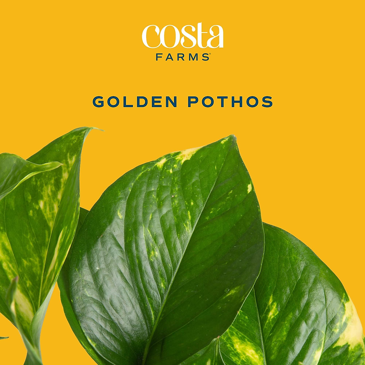 Costa Farms Pothos Live Plants (2-Pack), Easy Care Vining Live Indoor Houseplants, Air Purifier Trailing Plants Potted in Nursery Pots, Potting Soil, Gift for Office and Home Decor, 8-Inches Tall