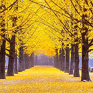 QAUZUY GARDEN 100 Rare Ginkgo Biloba Seeds, Gingko, Fossil Tree, Maidenhair Tree, Yinhsing Seeds - Showy Bonsai Accent Specimen Plant Tree & Great Gardening Gift