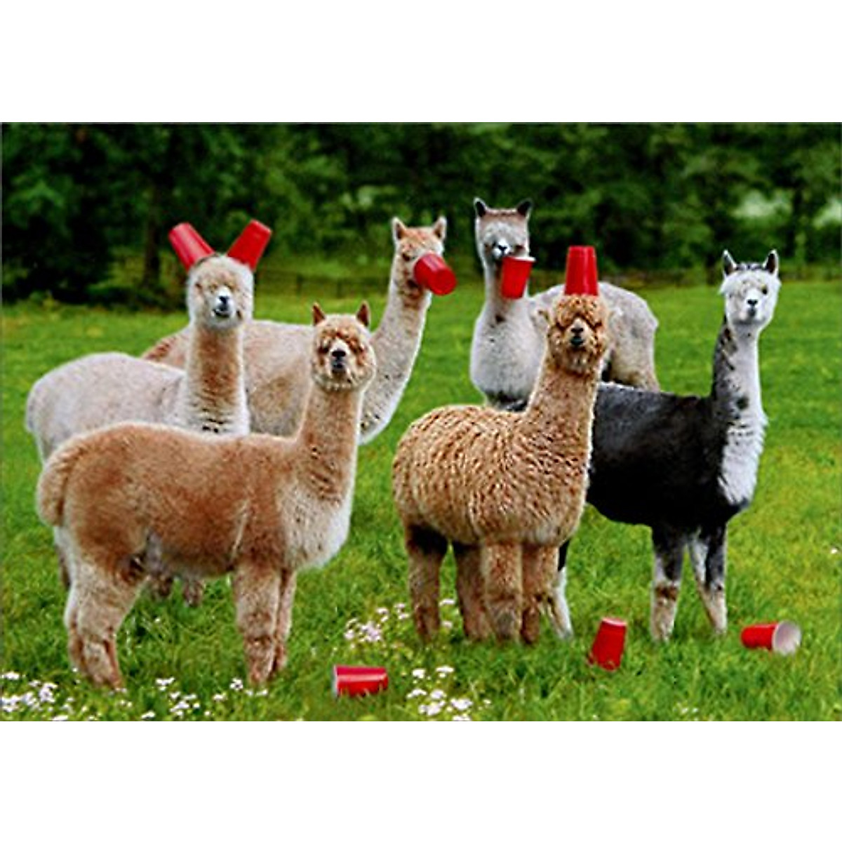 Alpacas with Red Cups Avanti Funny Birthday Card