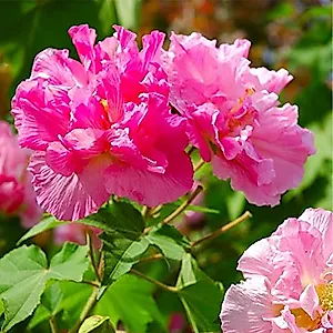 QAUZUY GARDEN 10 Confederate Rose Seeds Hibiscus Mutabilis Dixie Rosemallow Cotton Rose Rosemallow Seeds Striking Landscape Shrub Plant for Garden Home Decoration