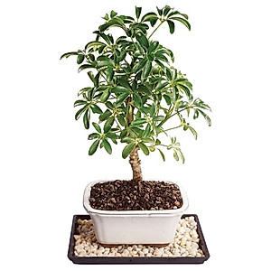 Brussel's Live Dwarf Hawaiian Umbrella Indoor Bonsai Tree - 4 Years Old; 8" to 12" Tall with Decorative Container, Humidity Tray & Deco Rock
