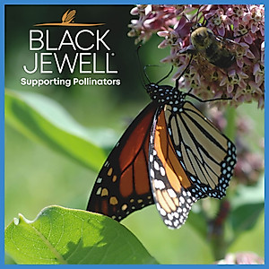 Black Jewell Gourmet Popcorn Kernels, Blue Ribbon White, 28.35oz (Pack of 1)