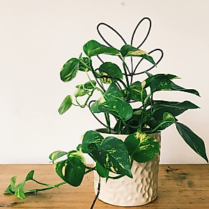 2Pack Indoor Plant Trellis Metal Wire Garden Trellis ，Small Climbing Leaf Shape Trellis for Garden Potted Plant Houseplant(Blackish Green)