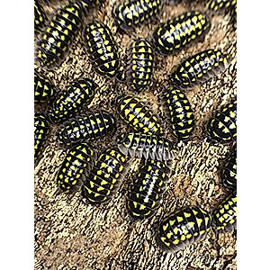 Armadillidium Gestroi Isopods 12 Count Roly Poly Insects Cleanup Feeder Crew for Terrarium Reptile Pet Food