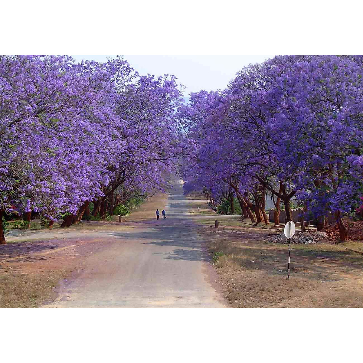 100 Jacaranda Tree Seeds (Jacaranda mimosifolia/Jacaranda acutifolia) - 100 Seeds - Blue Jacaranda Seeds, Black Poui, Nupur Tree - Pack of 100 Rare and Viable Seeds - QO Seeds