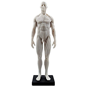 BONEW Dental 30CM Resin Human Anatomical Anatomy Skull Head Body Model Muscle Bone Model Male and Female