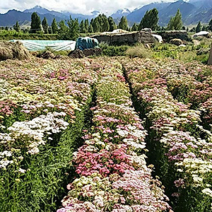Outsidepride Perennial Achillea Millefolium Yarrow Pastels Garden Flowers for Cutting - 1000 Seeds