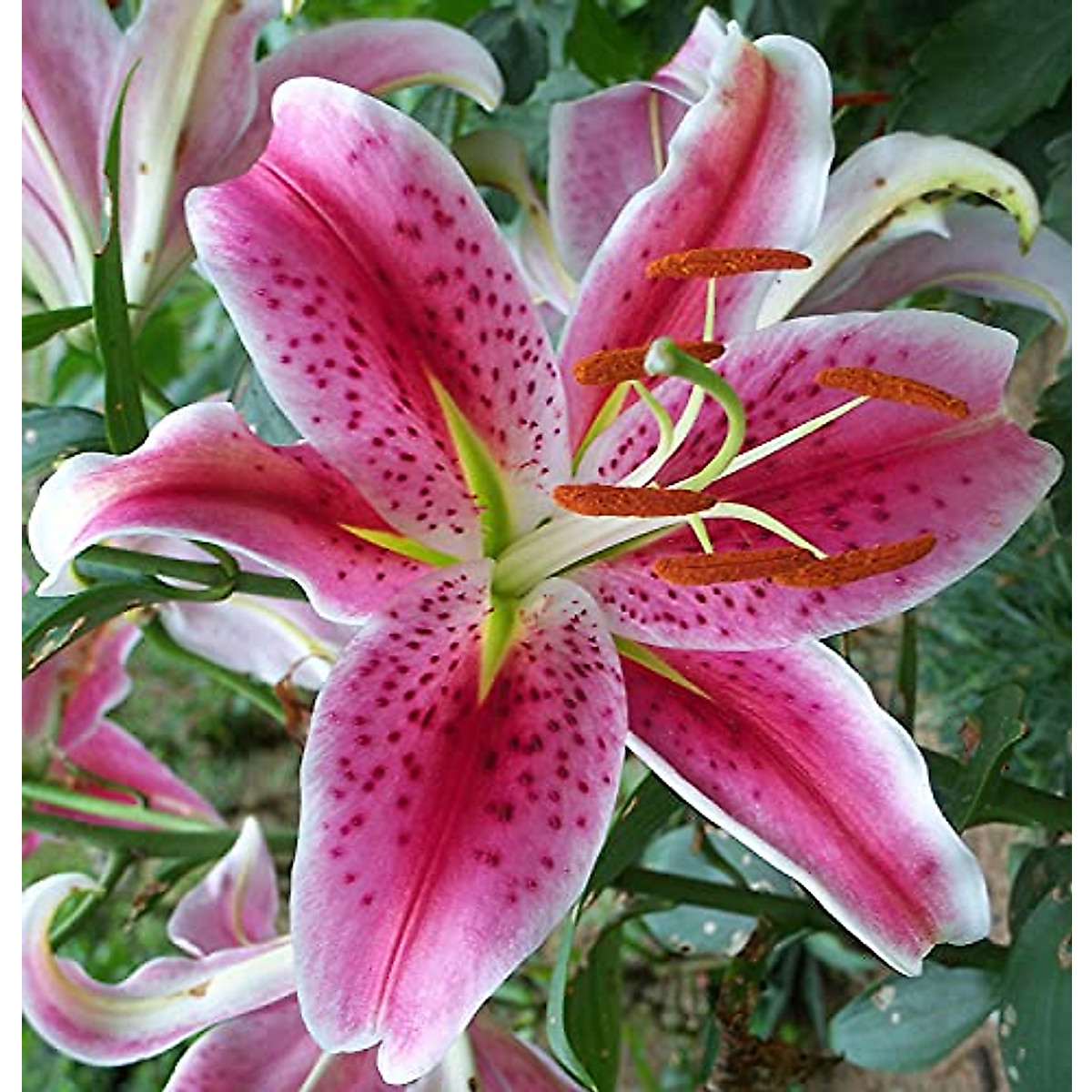 5 Stargazer Lily Bulbs for Planting Perennial, Lily Bulbs for Spring Planting, Lilies Flower Bulbs Outdoors Garden