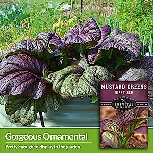 Survival Garden Seeds - Giant Red Mustard Greens Seed for Planting - Packet with Instructions to Plant and Grow Spicy Brassica Juncea Leaves in Your Home Vegetable Garden - Non-GMO Heirloom Variety