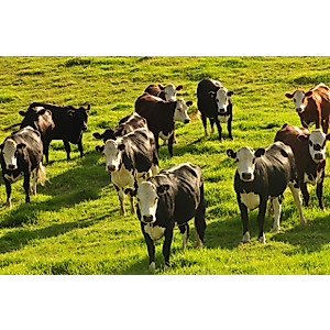 PetWealth Bundle containing Durvet Ivermectin Pour-On Dewormer for Cattle (250 mL) 2Pack and PetWealth Drench Chart