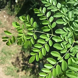 Moringa Rooted Plant Ornaments Perennial Garden Simple to Grow Pots, Moringa Oleifera, 6 Inches in Tall