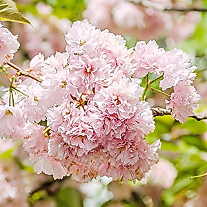 QAUZUY GARDEN 50PCS Bonsai Tree Japanese Sakura Seeds Rare Japanese Cherry Blossoms Flowers Seeds in Bonsai Pink Prunus Serrulata Fragrant Fast-Growing Low-Maintenance