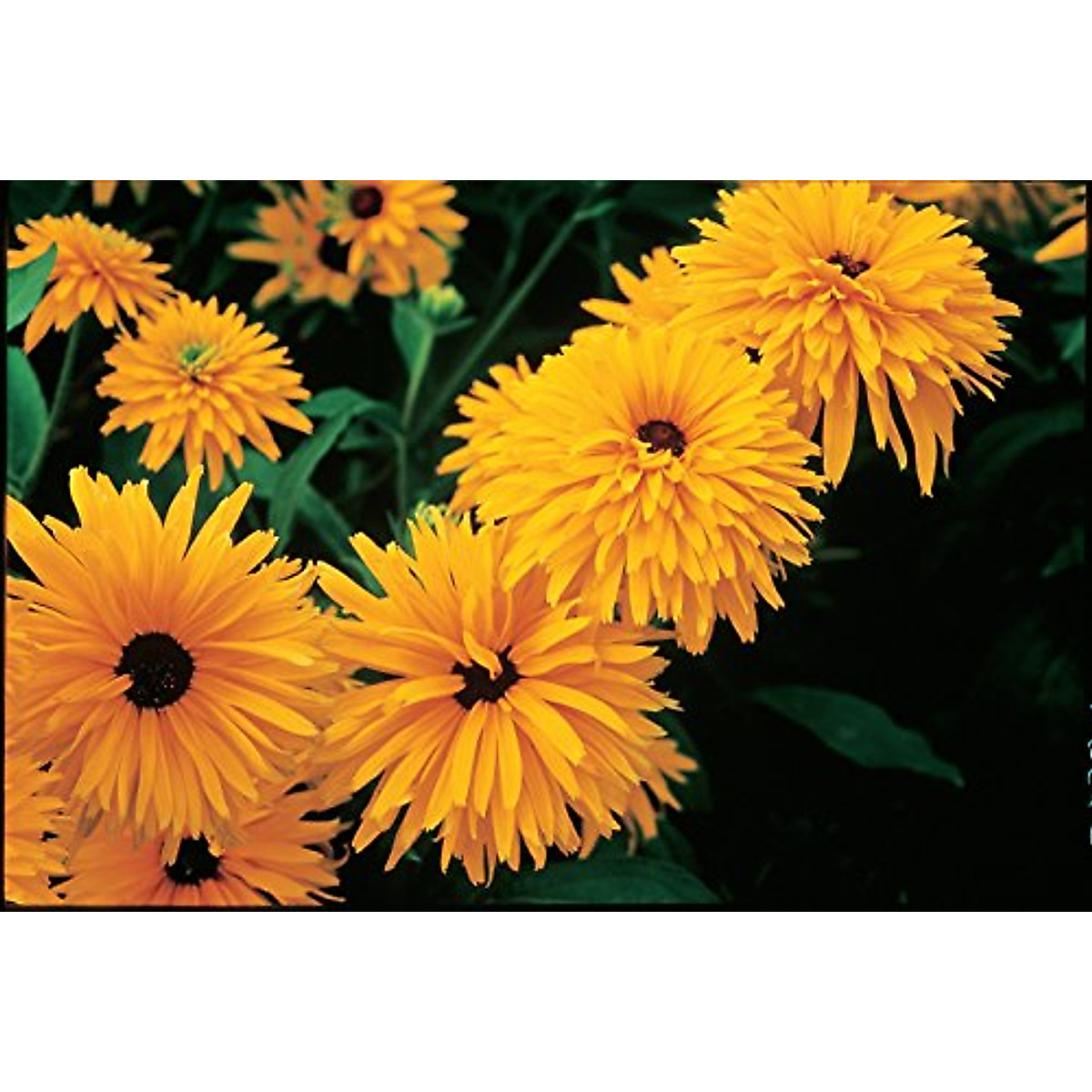 Burpee Double Gold Gloriosa Daisy Seeds 100 seeds
