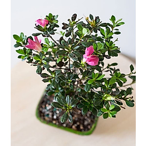 From You Flowers - Pink Azalea Bonsai for Birthday, Anniversary, Get Well, Congratulations, Thank You