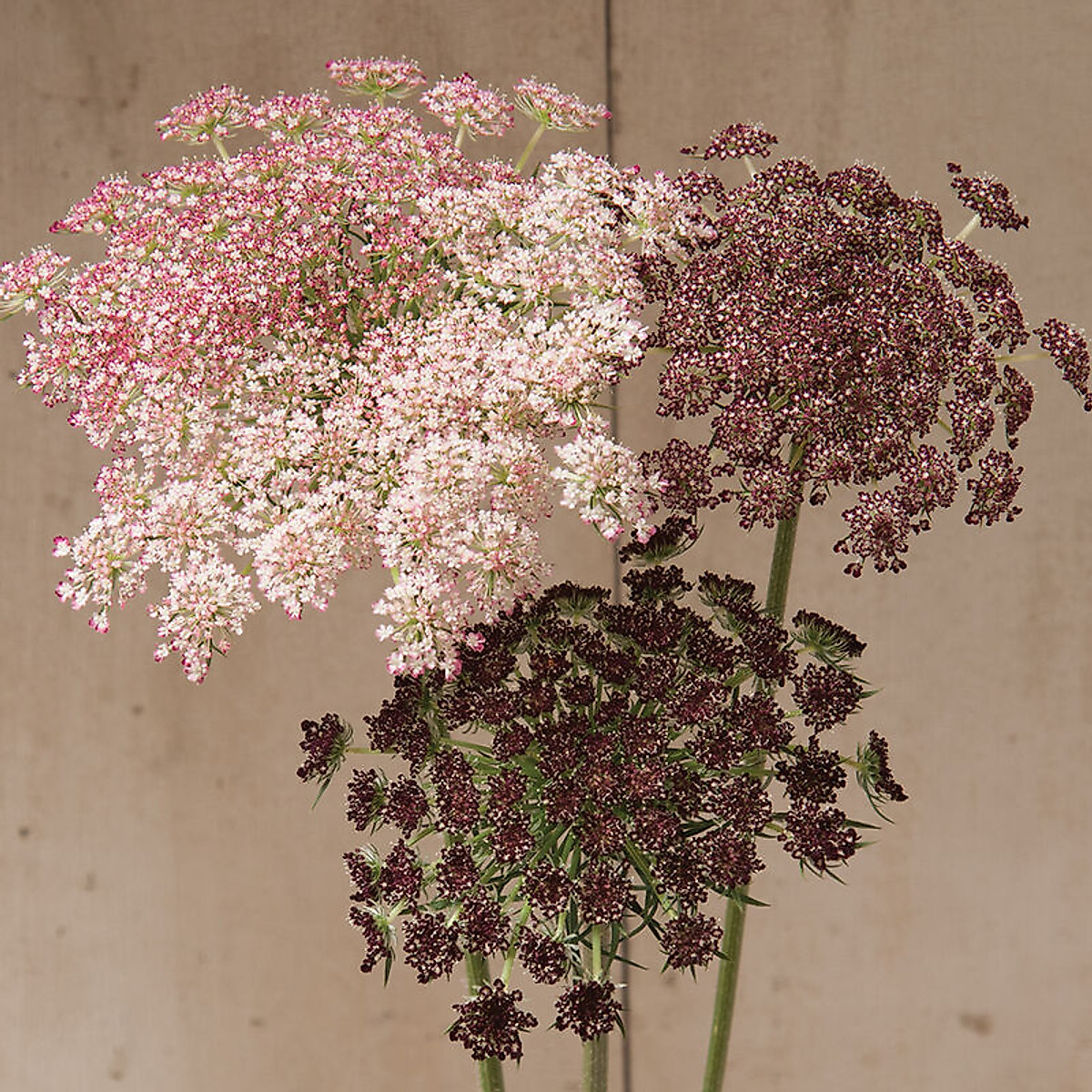 Ammi Dara Flower Seeds for Planting (100 Seeds) - Mixed Color Queen Anne's Lace Flower Seeds, Daucus Seed