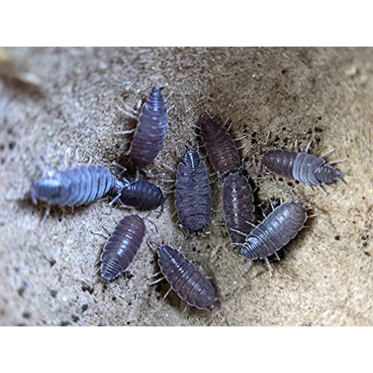 Ordinary Feed Live Powder Blue (Porcellionides pruinosus) Isopod - Cleanup Crew, Reptile & Amphibian Food (20 Count)