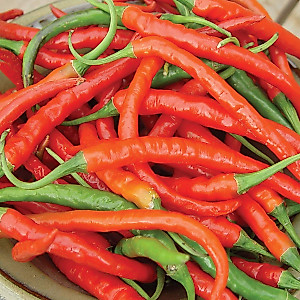 Burpee Long Red Slim Cayenne Hot Pepper Seeds 100 seeds