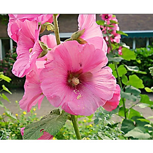 300+ Hollyhock Seeds for Planting