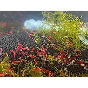 Swimming Creatures 10 Fire Red(GradeA+) Cherry Neocaridina Freshwater Aquarium Shrimp. Live Arrival Guarantee