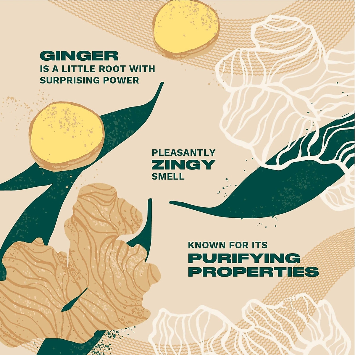 The Body Shop Ginger Scalp Care Conditioner (Vegan), Green, 8.4 Fl Oz