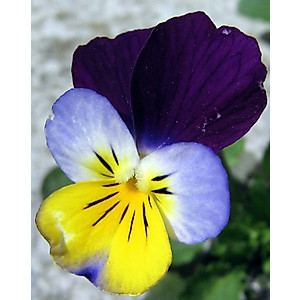 Viola Tricolor Helen Mount | Johnny Jump Up | Heartsease | 200_Seeds