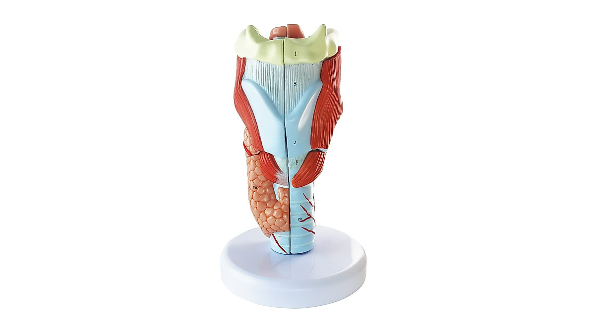 Human Laryngeal Model 1.5X Life Size for Medical Learning
