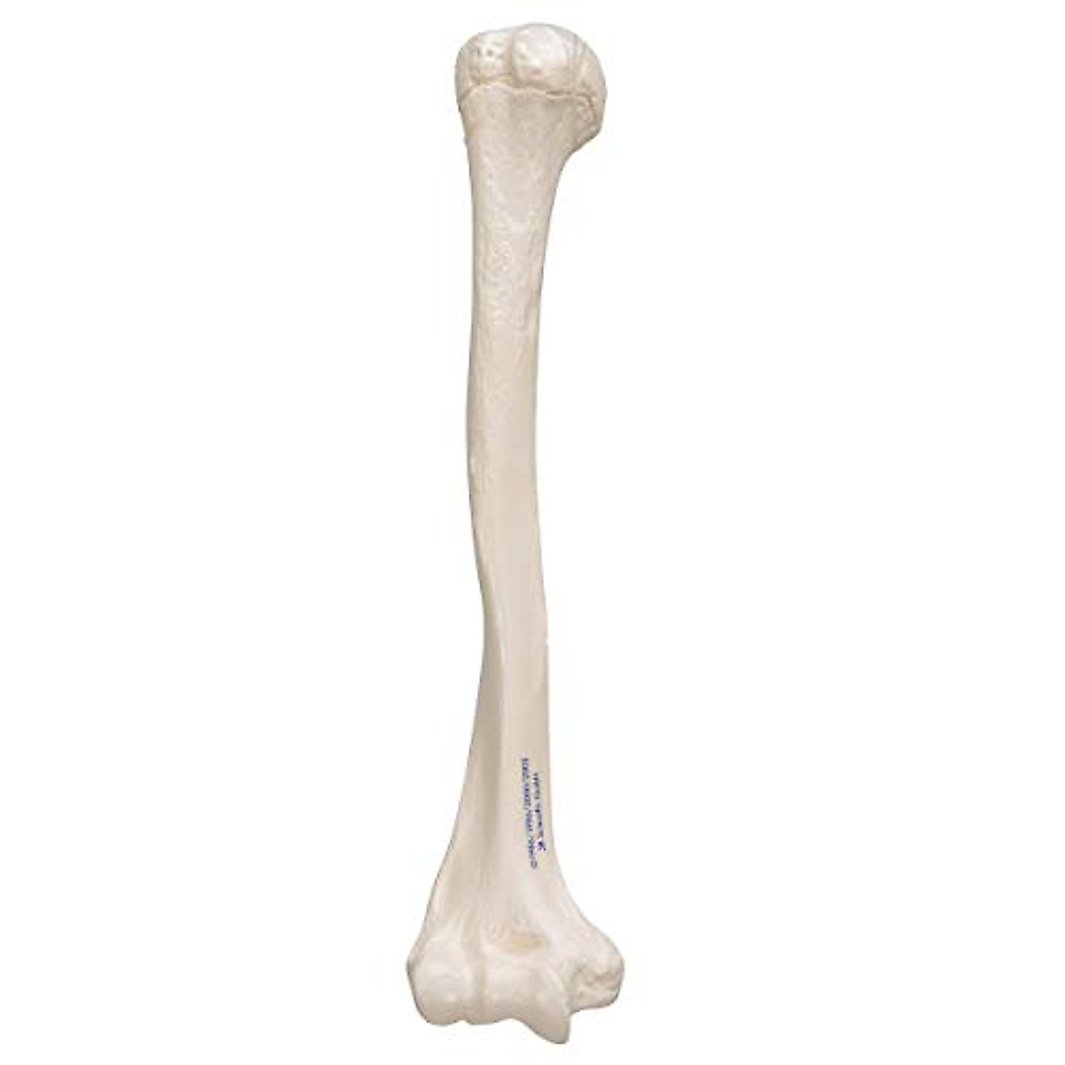 3B Scientific A45/1 Humerus - 3B Smart Anatomy