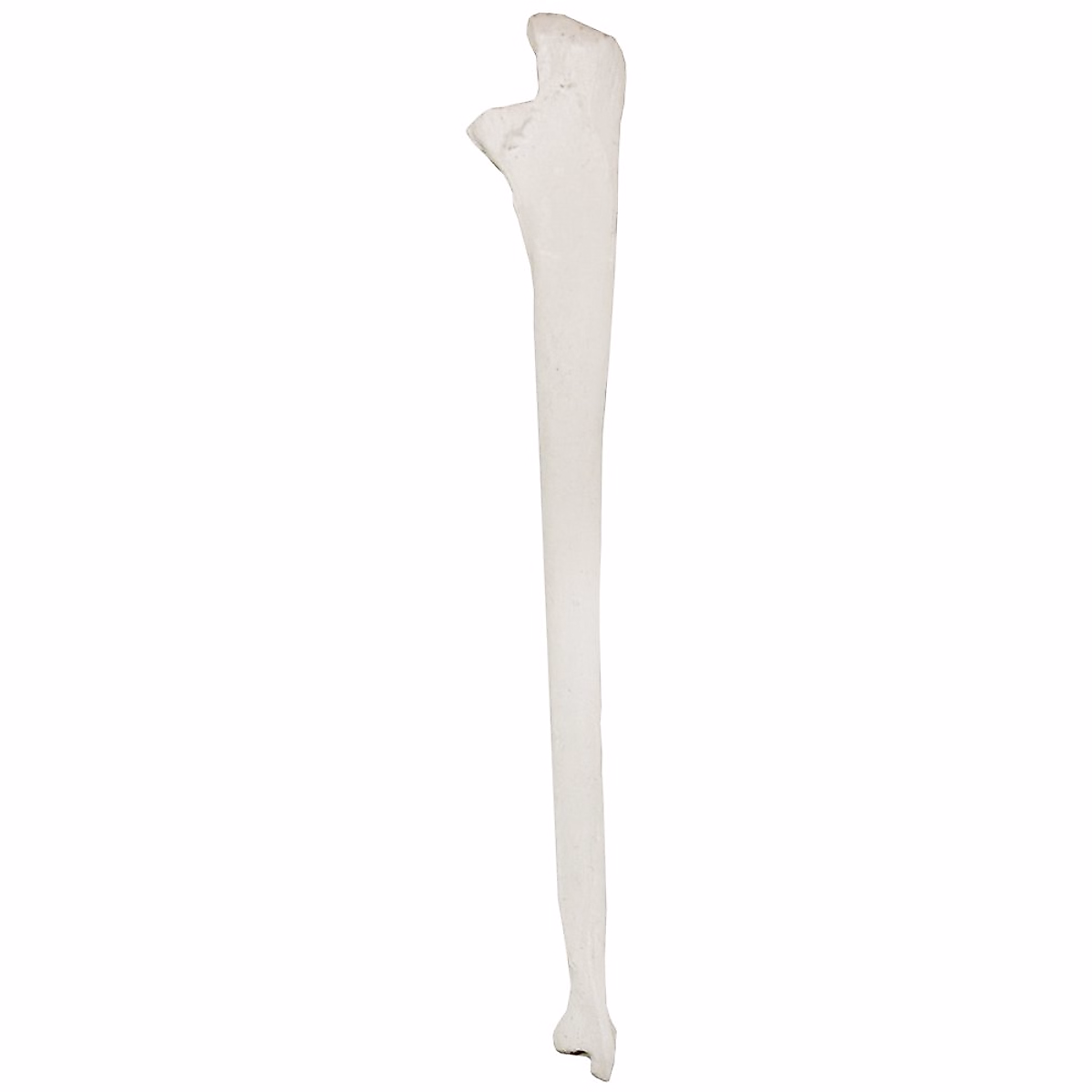 Axis Scientific Ulna Bone Model | Left | Cast from a Real Human Ulna Bone l Forearm Bone Model Has Realistic Texture and Important Bony Landmarks