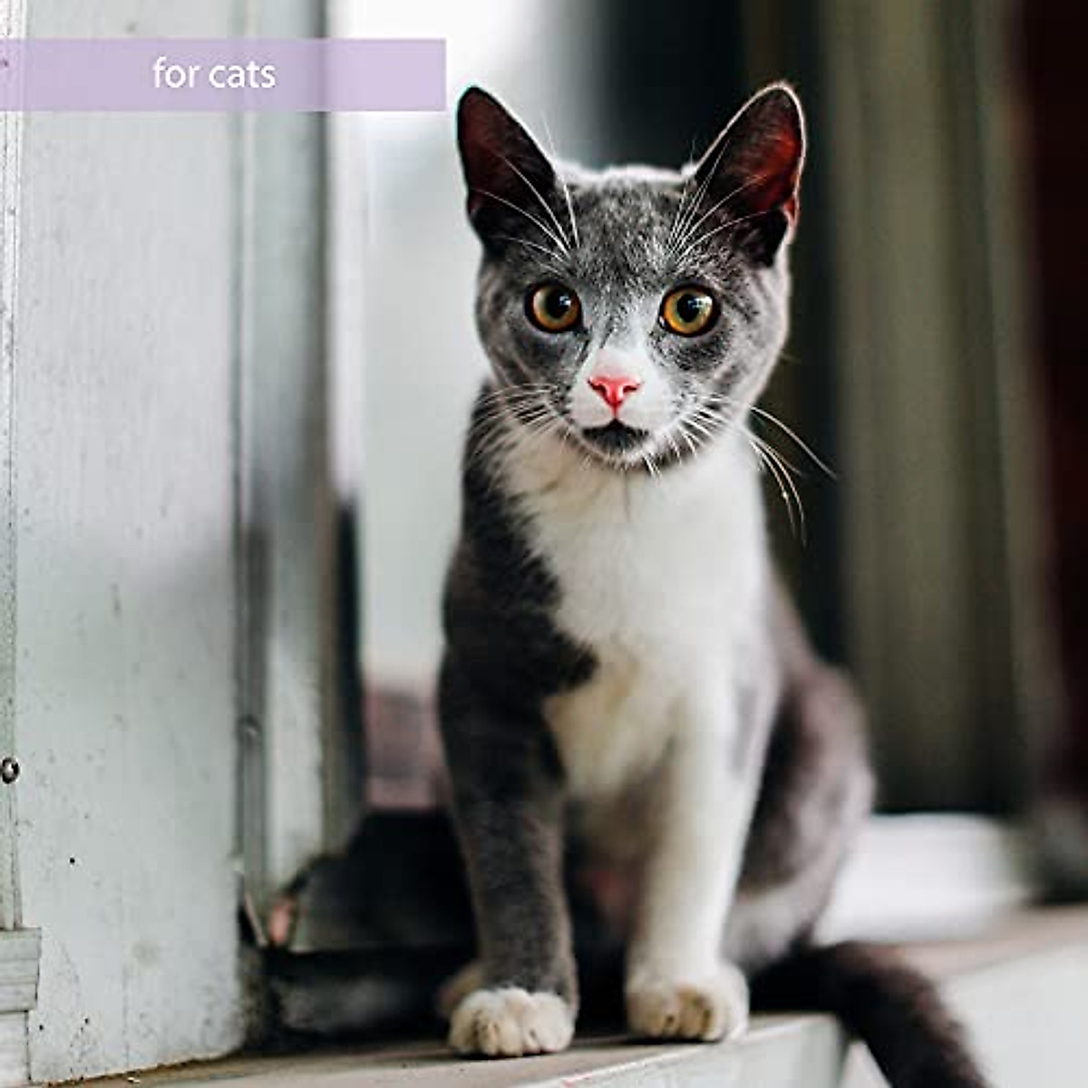 Synacore Feline for Cats, Vitamins, 0.05 Oz, Box of 30 Stick Packs