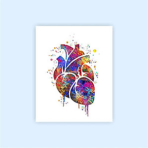Dignovel Studios Unframed (Set of 3) 8X10 Human Anatomy Watercolor art print set Heart Lung Brain wall prints dnc23