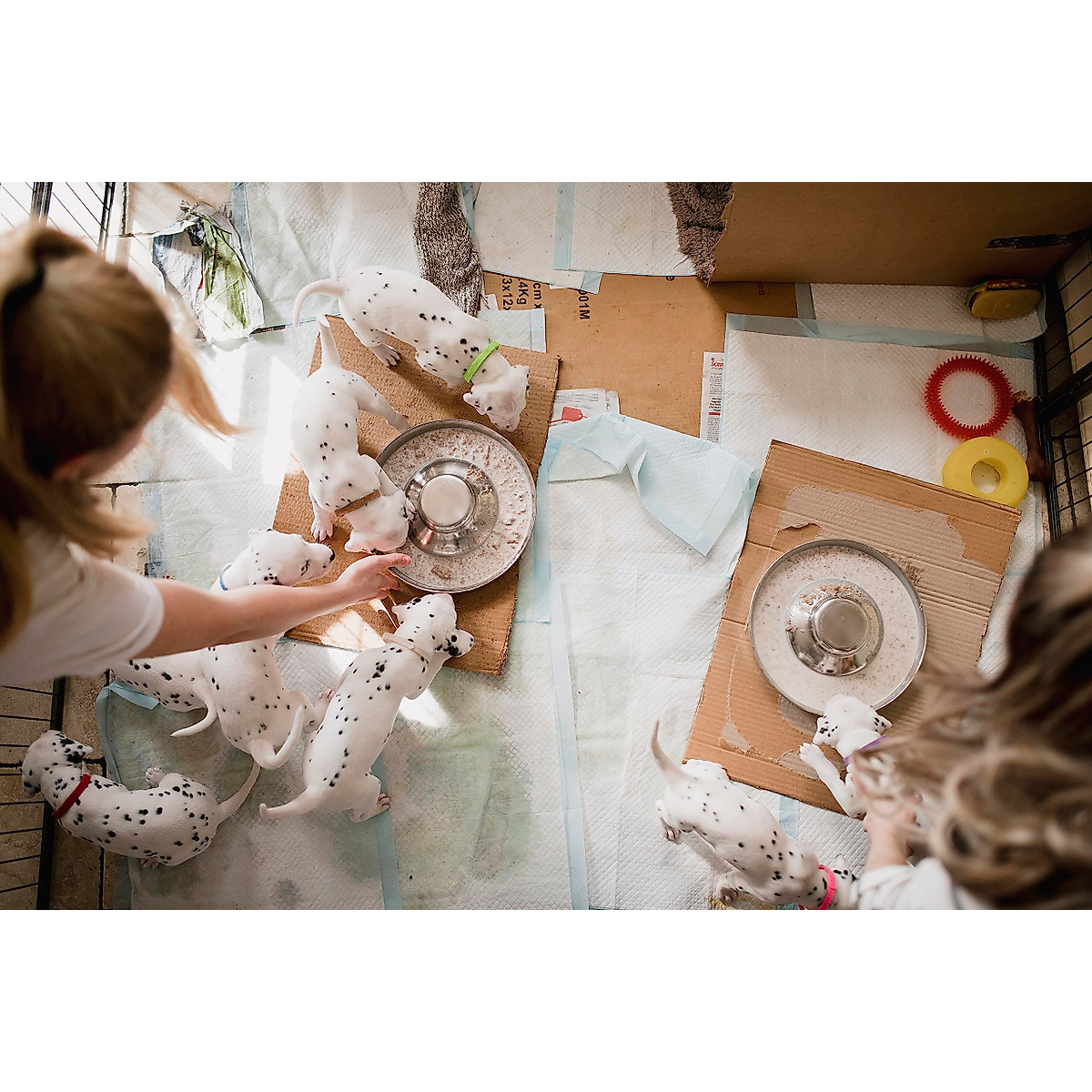 Podinor Stainless Steel Puppy Dog Bowls, Pets Puppies Feeding Food and Water Weaning Bowls Dishes Feeder