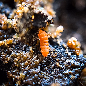 Creation Cultivated - 25ct Orange Springtails Live (Yuukianura Aphoruroides) - Insect Culture Clean Up Crew for Bioactive Terrarium Vivarium
