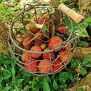 Metal Wire Egg Baskets for Collect Fresh Egg Baskets Countertop Holder, LINCOUNTRY Rustic Round Small Chicken Basket Gathering Fresh Egg With Handle,Country Primitive Farmhouse Vintage Storage Gift