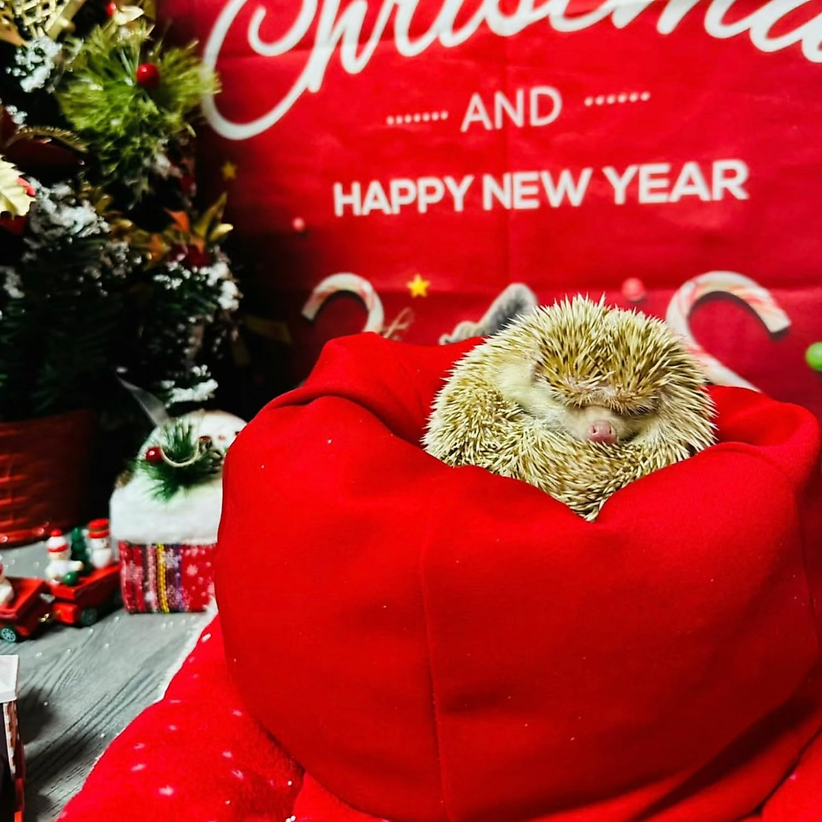 SEZDEKI Hedgehog Bed - Pet Bean Bag Bed Small Animal Chair Cozy Sack with Removable Cover Washable Calming Sleeping Cushion Cage Accessories for Hedgehog Sugar Glider Hamster Bearded Dragon