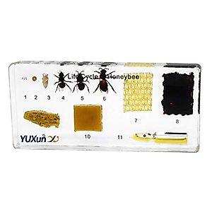 Lifecycle of a Honey Bee Embedded Specimen Paperweight Animal Science Classroom Embedding Specimens Taxidermy for Science Education