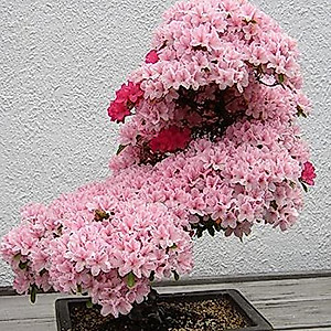 Flower Seeds for Planting Bonsai Tree Japanese Sakura Seeds Rare Japanese Cherry Blossoms Seeds 50 Pcs Pink Prunus Serrulata Fragrant Fast-Growing Flowers Seeds