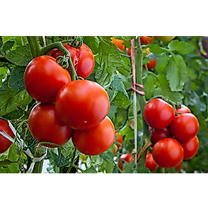 Homestead Heirloom Tomato Seeds, 250+ Seeds Per Packet, (Isla's Garden Seeds), Non GMO Seeds, Botanical Name: Solanum lycopersicum