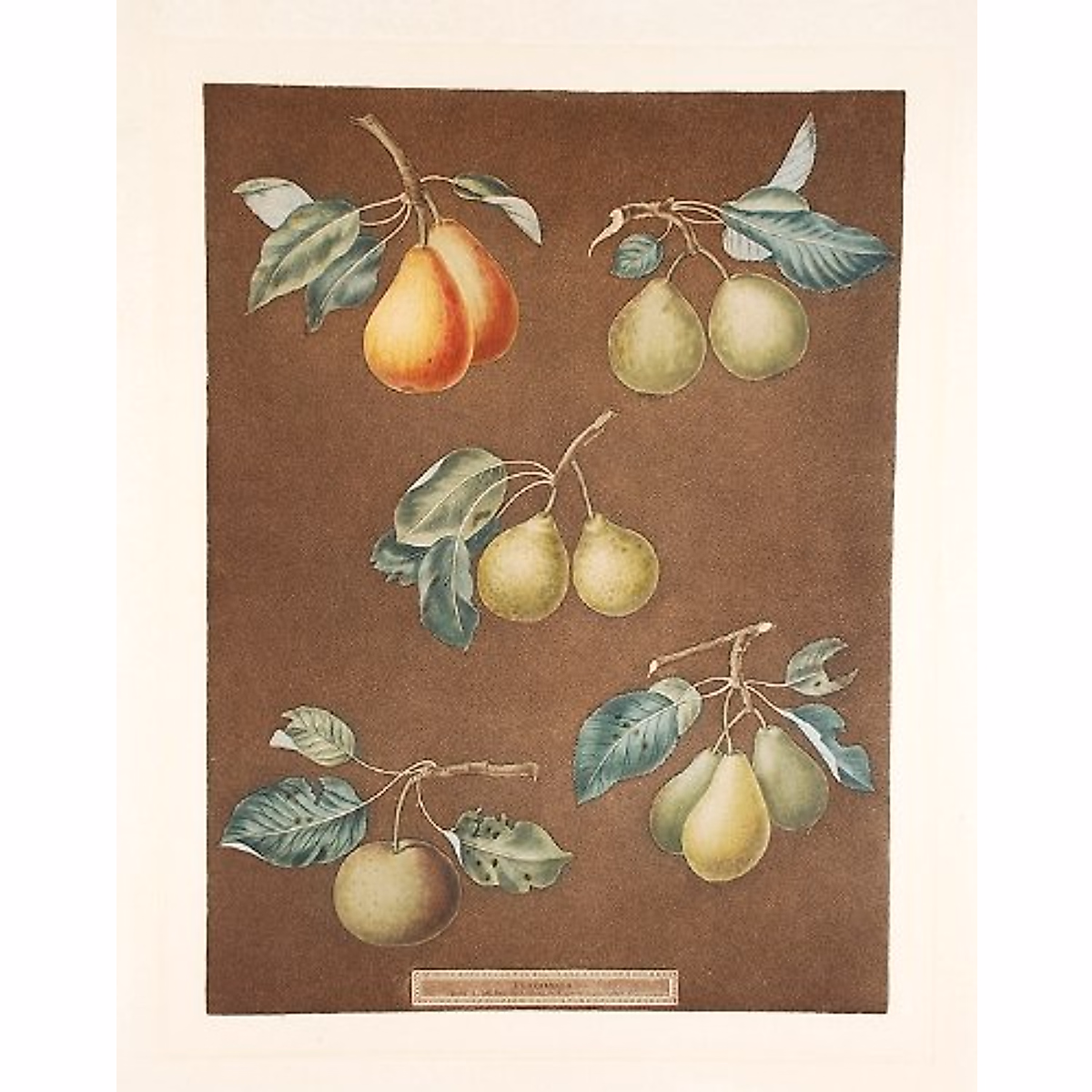 [Pears] King Catherine Pear (Catherine Royal); Lemon Pear; Late Petite Muscat; Oignon La Reine; Long stalked Blanquet