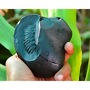 3.5"X3"Shri Laxmi Narayan Shaligram, Rare & Special One Piece, Religious Gifts, Saligram Stone - Gandaki River -I-6054