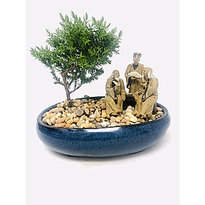 Juniper Bonsai Tree with Three Master's Reunion Ceramic Pot